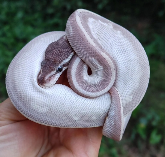 Mystic Potion Ball Python by Olympian Exotics