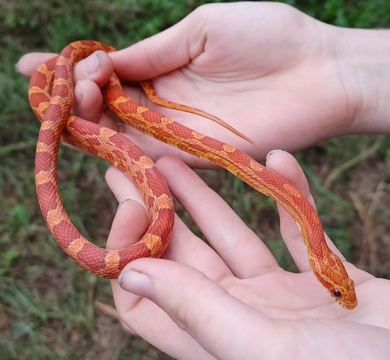 Normal Corn Snake Female 2+ FT by Olympian Exotics