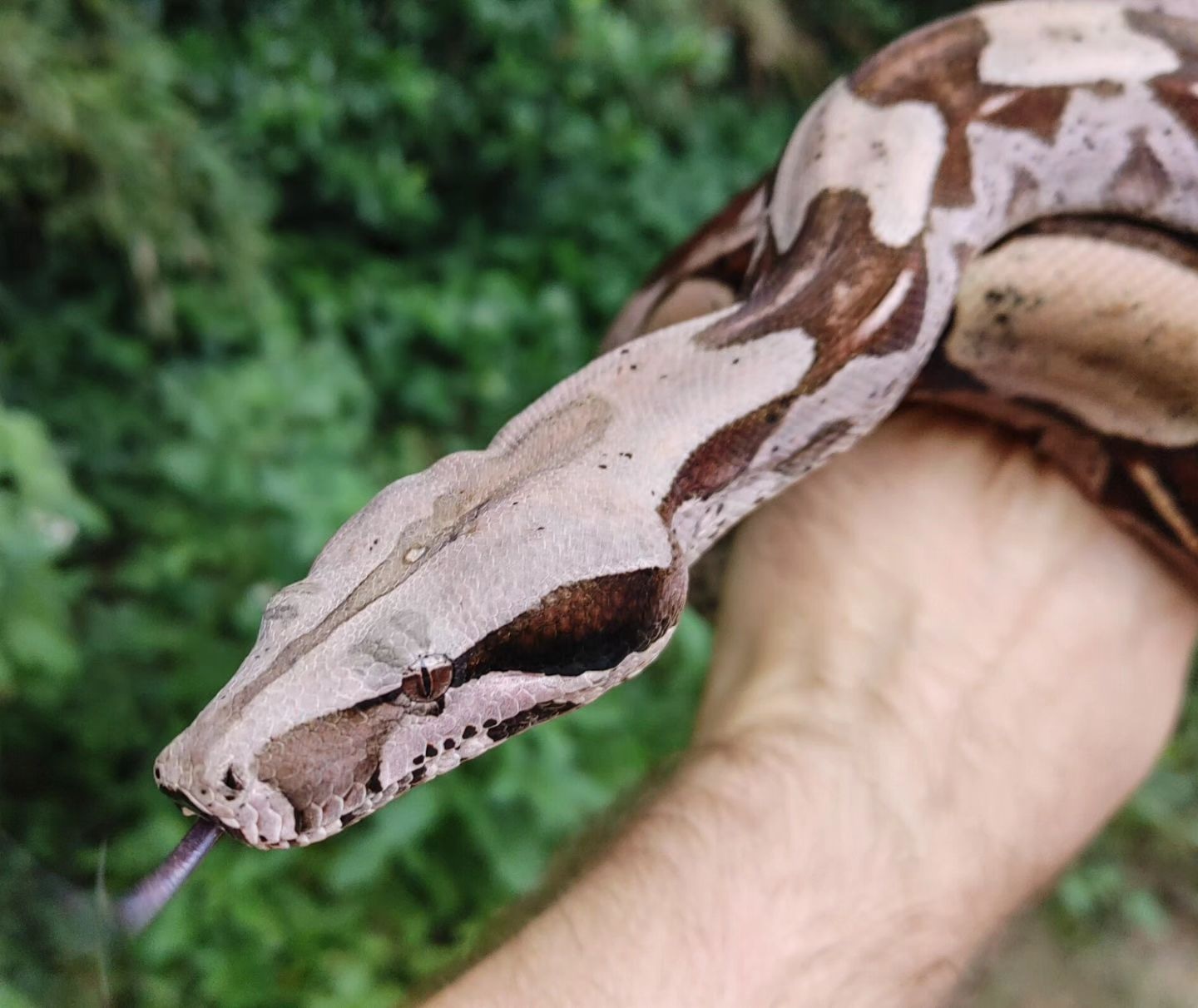 True Surinam Locality ~3.5FT True Red-tailed Boa Constrictor by ...