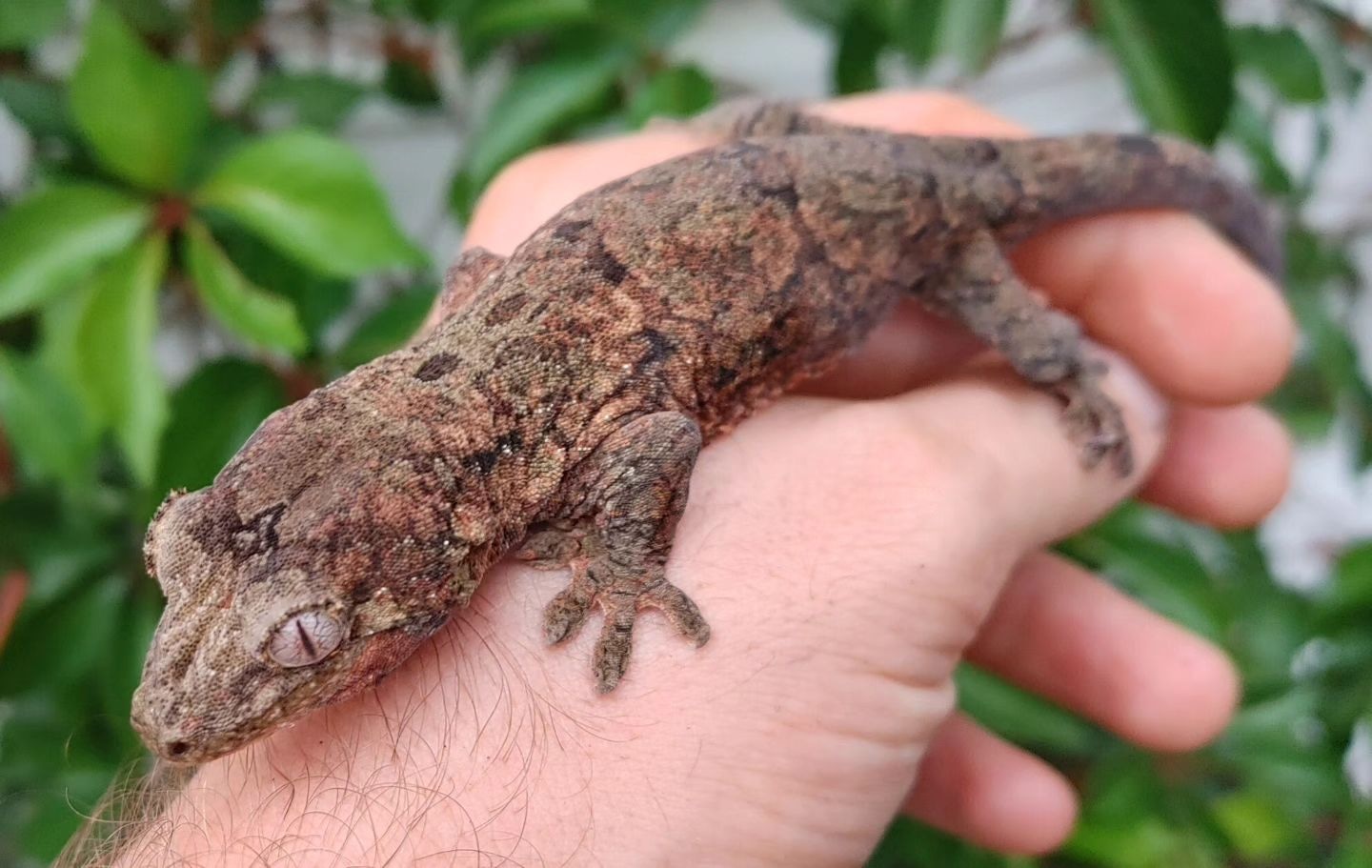 High Red Pine Island Chahouha Gecko Chahoua Gecko by Olympian Exotics ...