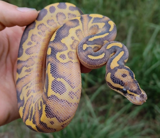 Enchi Leopard Highway Ball Python by Olympian Exotics