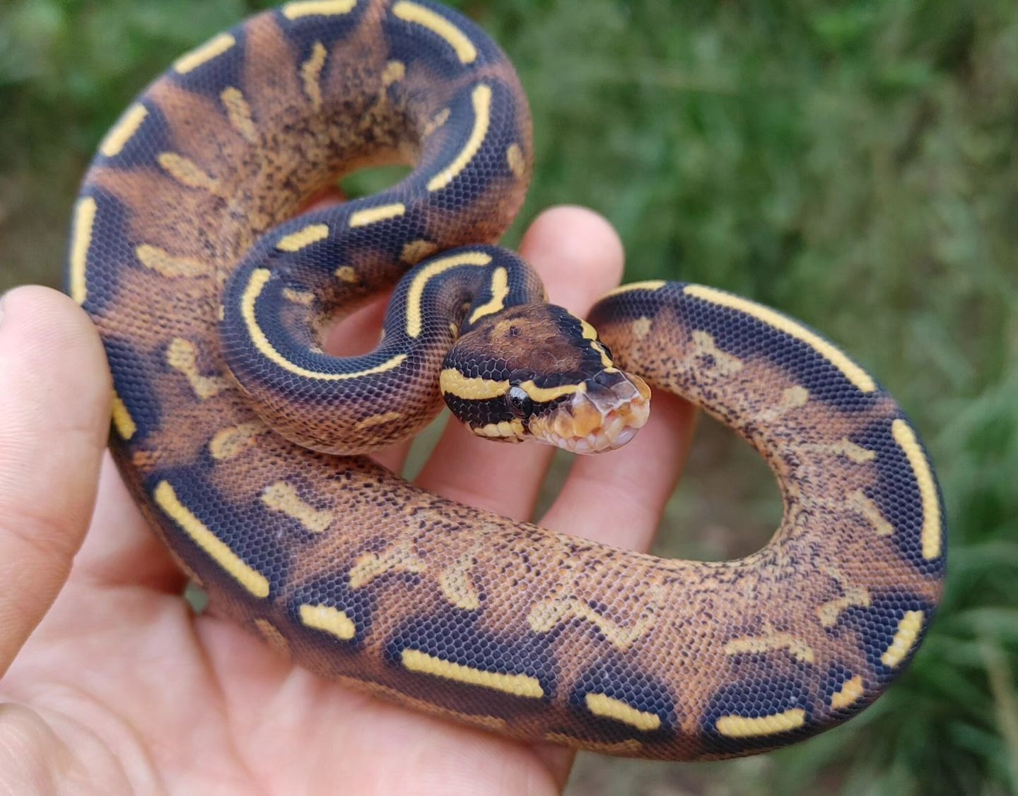 Super Gravel Ball Python by Olympian Exotics - MorphMarket