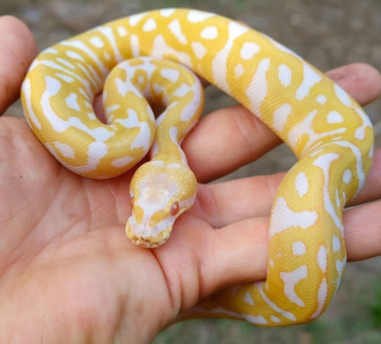 A+ Albino Spotnose Leopard Ball Python by Olympian Exotics