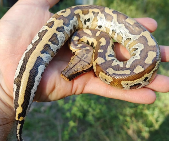 100% Double Het T+ And T- Albino Blood Python by Olympian Exotics