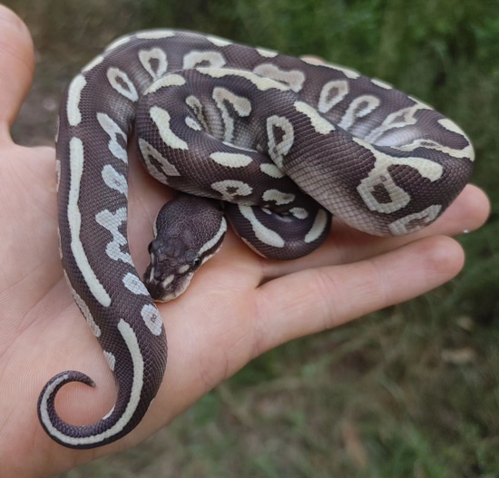 Super Mystic Ball Python by Olympian Exotics