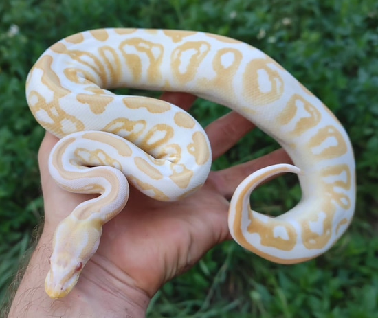 Albino Black Pastel 100% Het Genetic Stripe Ball Python by Olympian Exotics