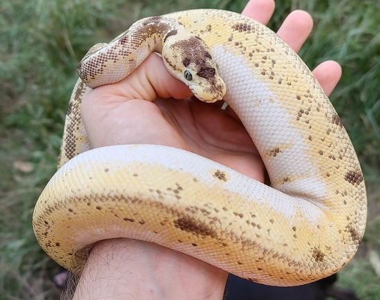 Super Enchi Orange Dream Spider Ball Python Wobbly! by Olympian Exotics