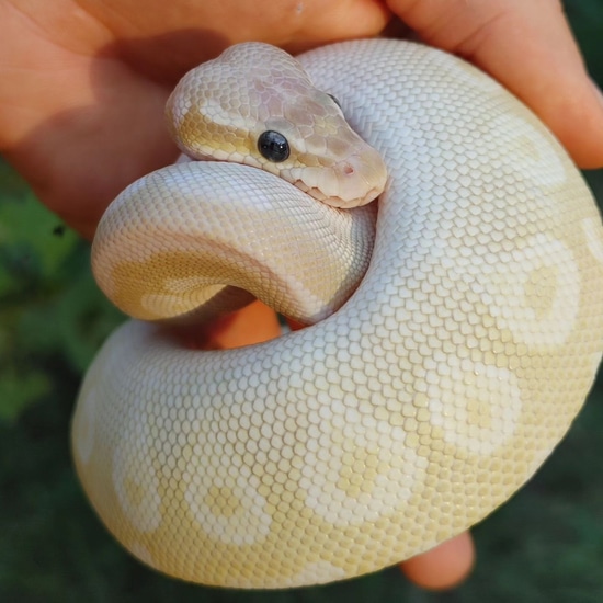Crystal Ball Python by Olympian Exotics