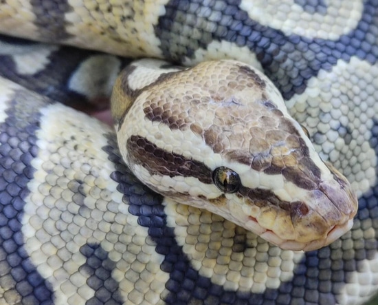 Pastel Orange Ghost Ball Python by Olympian Exotics