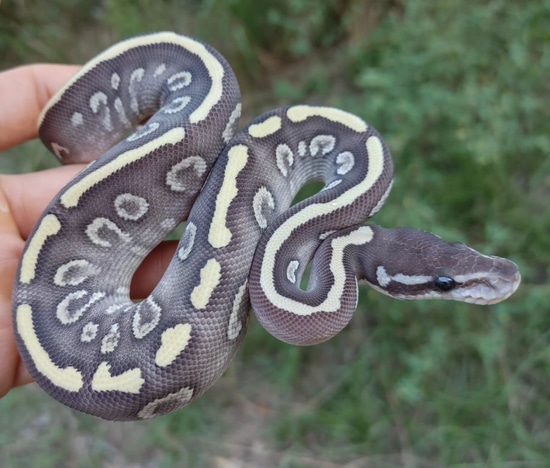 Black Pastel Super Mystic Ball Python by Olympian Exotics