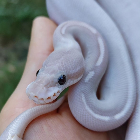 Mystic Potion Banana Possible Black Pastel Ball Python by Olympian Exotics