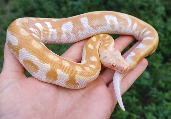 T Negative Albino Blood Python ~1ft by Olympian Exotics