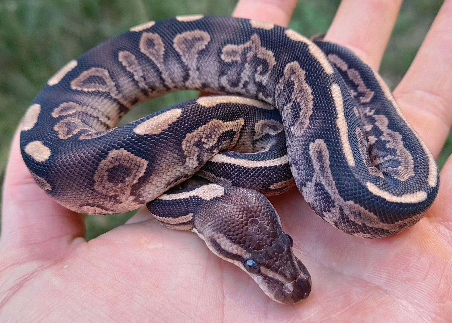 Black Pastel Yellowbelly Ball Python by Olympian Exotics - MorphMarket