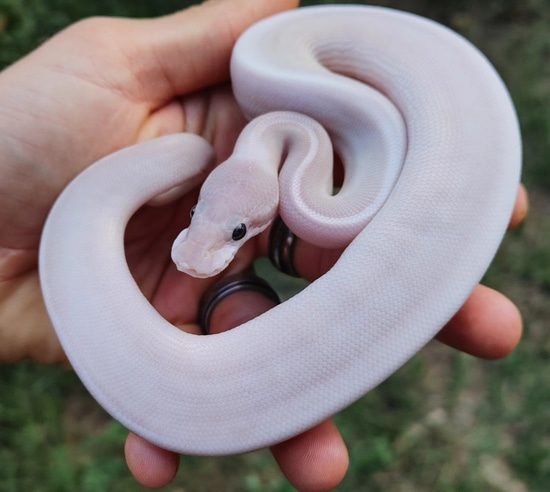 Mystic Potion Banana Ball Python by Olympian Exotics