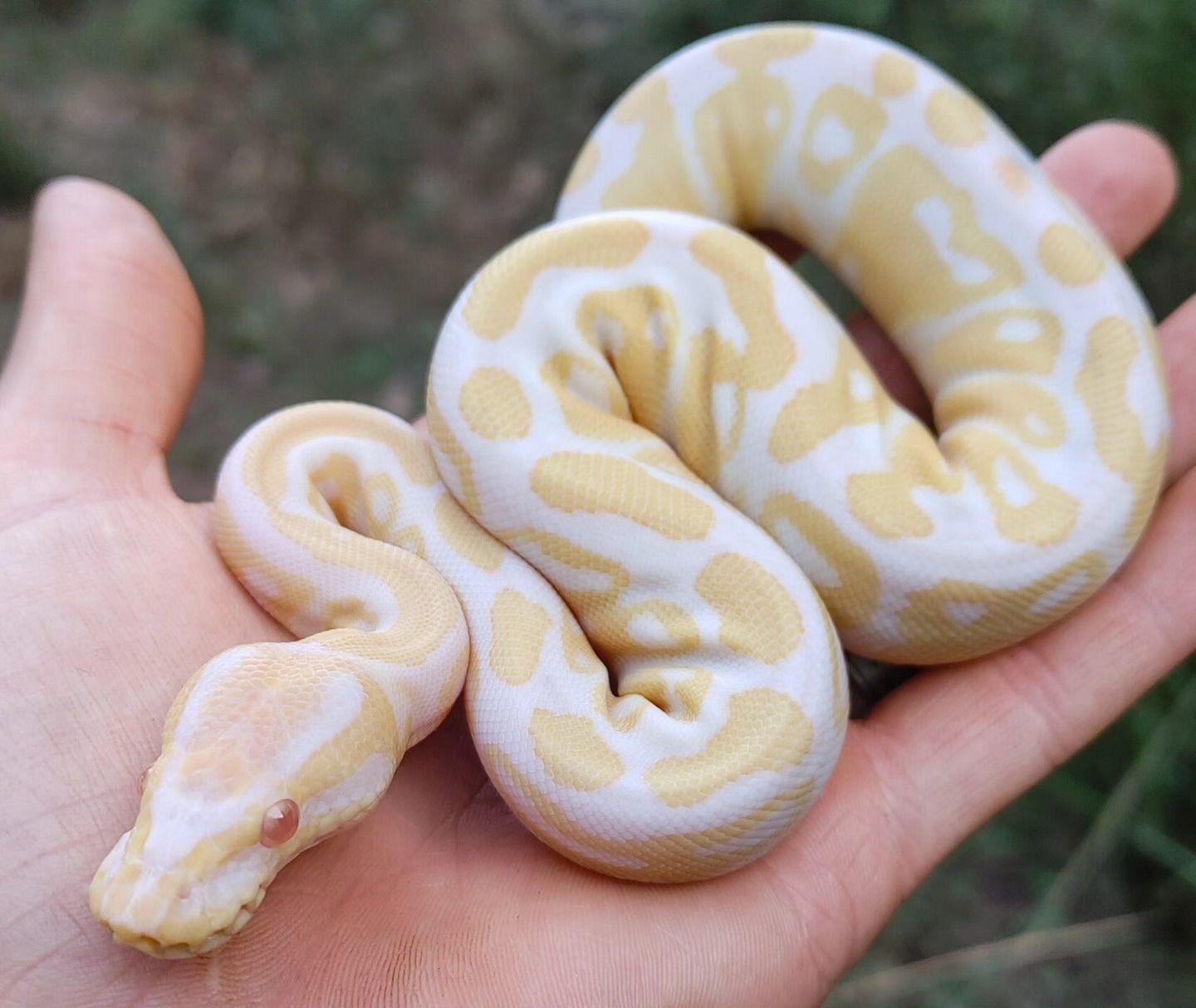 Albino Ball Python by Olympian Exotics - MorphMarket