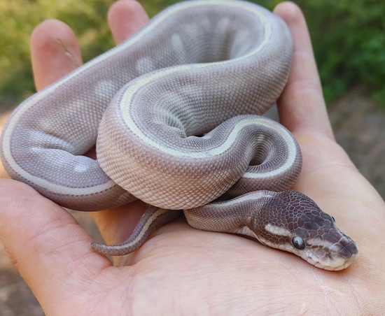 Purple Passion Ball Python by Olympian Exotics