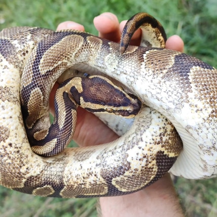 Pastel Leopard Spotnose Clown Ball Python by Olympian Exotics - MorphMarket