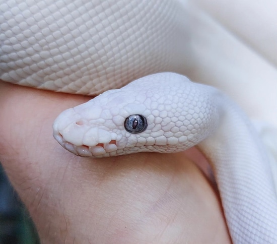 Blue Eyed Leucisitic Ball Python by Olympian Exotics