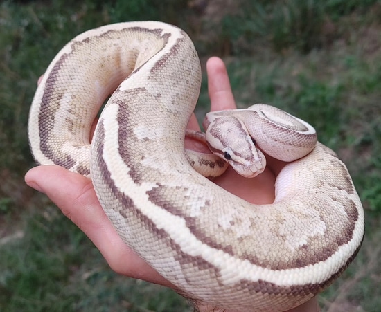 Disco Inferno Ball Python by Olympian Exotics