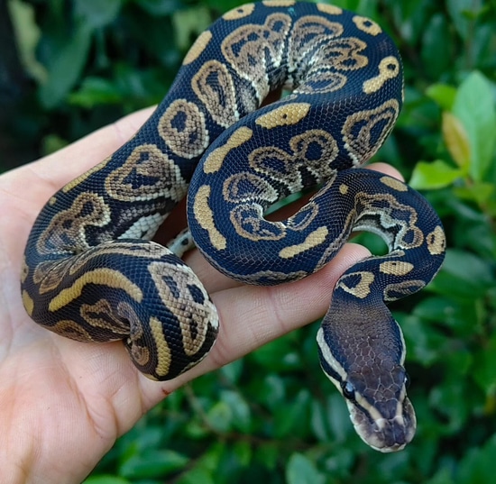 A+ Black Pastel 100% Het Candino Ball Python by Olympian Exotics