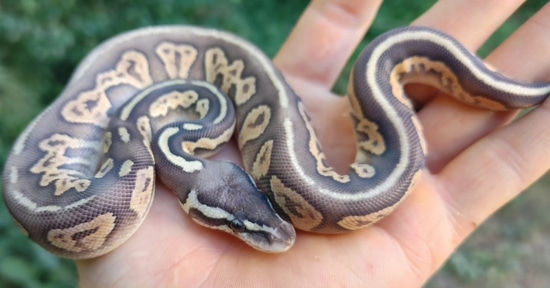 Black Pewter Enchi Vanilla Orange Ghost Ball Python Female by Olympian ...