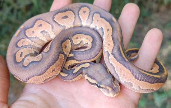 Black Pastel Blackhead Enchi Vanilla Orange Ghost Ball Python Male by Olympian Exotics