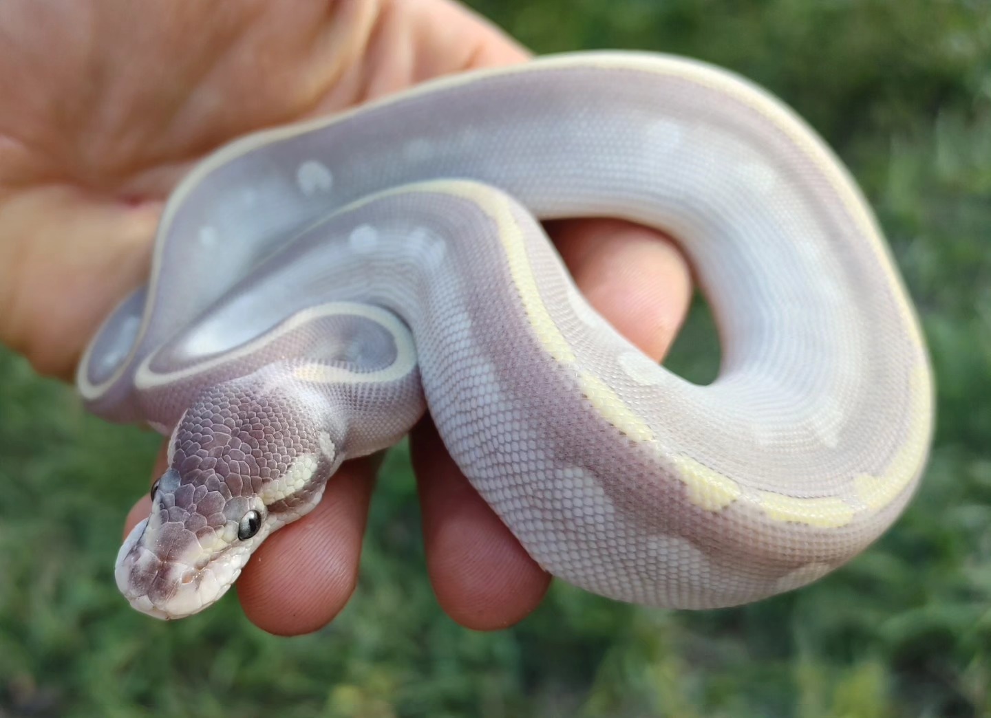 Mystic Potion Ball Python by Olympian Exotics - MorphMarket
