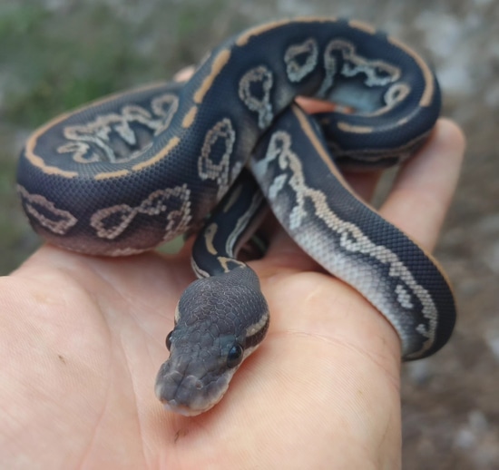 Black Pastel Blackhead Orange Ghost Ball Python by Olympian Exotics