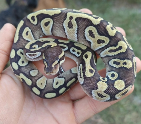 Gold Dust Mojave Ball Python by Olympian Exotics