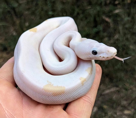 Super Fire Ball Python by Olympian Exotics