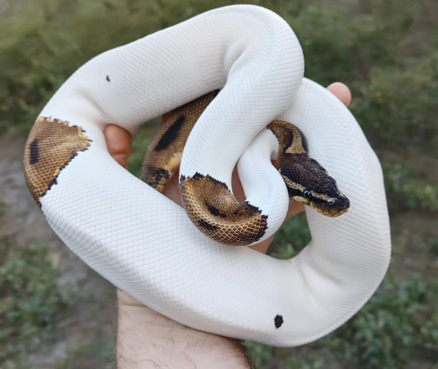 Pied (With 3 Freckles) Python Ball Python by Olympian Exotics - MorphMarket