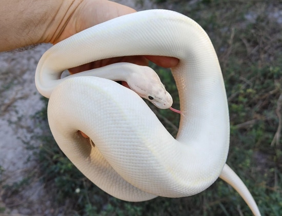 Ivory Ball Python by Olympian Exotics