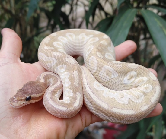 Crystal (Special Mojave) Ball Python by Olympian Exotics
