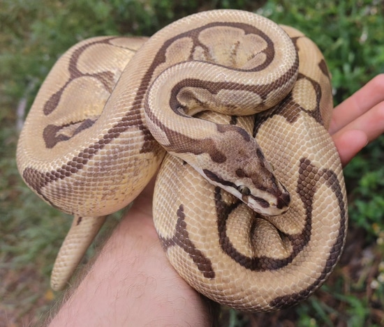 Mojave Spider Yellowbelly/ Asphalt Ball Python by Olympian Exotics