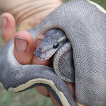 2018A+ Albino Ball Python by Olympian Exotics - MorphMarket