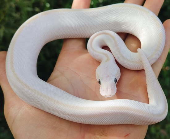 Karma (Lesser Phantom) Ball Python by Olympian Exotics