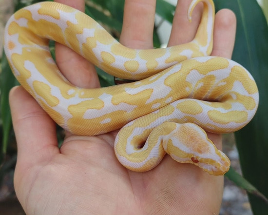 Candino Ball Python Female 90g by Olympian Exotics