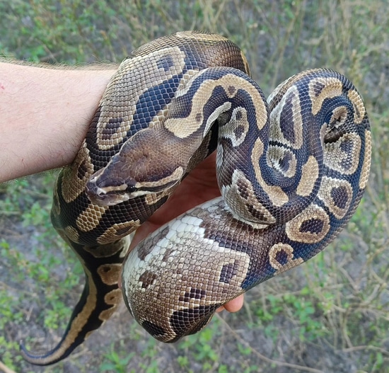 100% Het Pied BIG GIRL Ball Python by Olympian Exotics