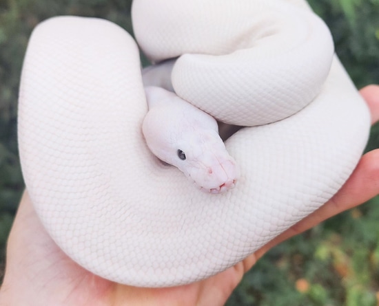 Lesser Pied 100% Het Albino 682g Female Ball Python by Olympian Exotics