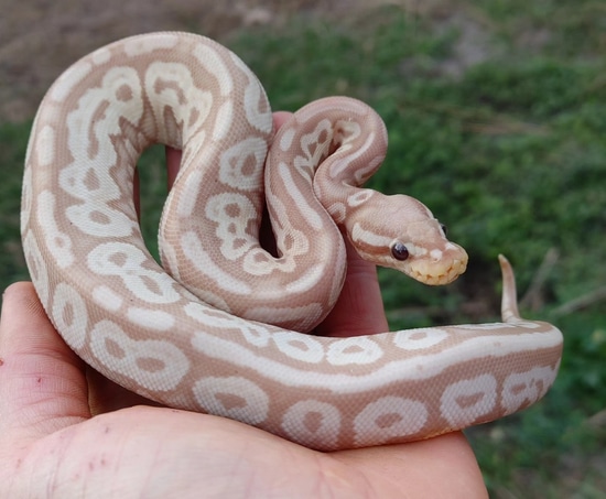 Red Axanthic Banana Female Ball Python by Olympian Exotics