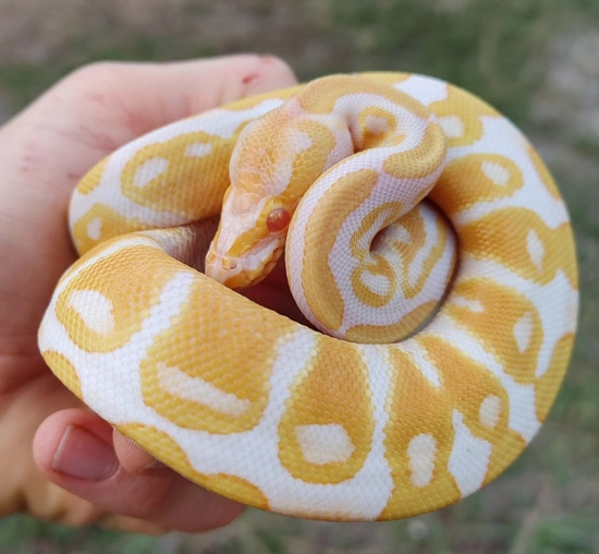 High Contrast Albino Male Ball Python by Olympian Exotics