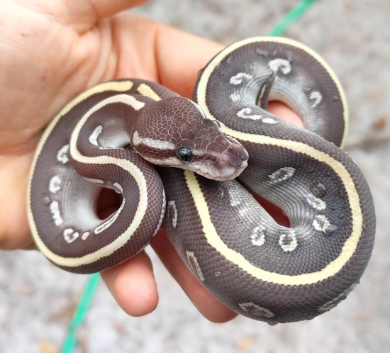 Super Phantom Ball Python by Olympian Exotics