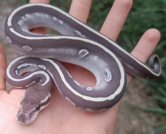 Super Phantom Male Ball Python by Olympian Exotics
