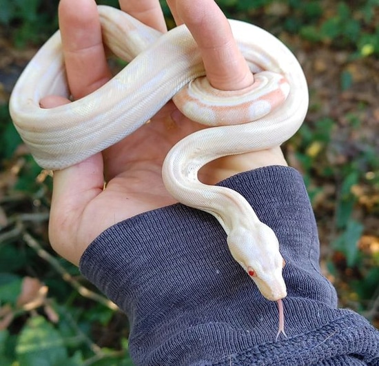Sharp Albino Motley Boa Constrictor ~1.5FT by Olympian Exotics