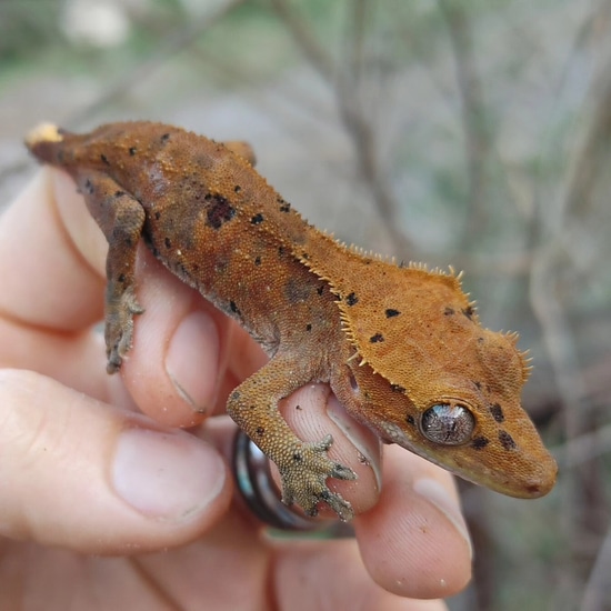Red Buckskin Dalmatian Crested Gecko by Olympian Exotics
