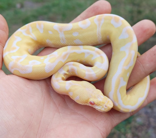 Albino Clown Ball Python by Olympian Exotics