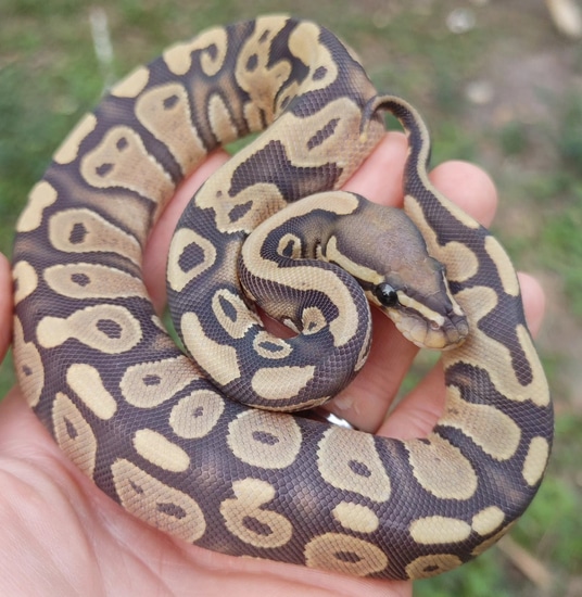 Orange Ghost 100% Het Pied Ball Python by Olympian Exotics