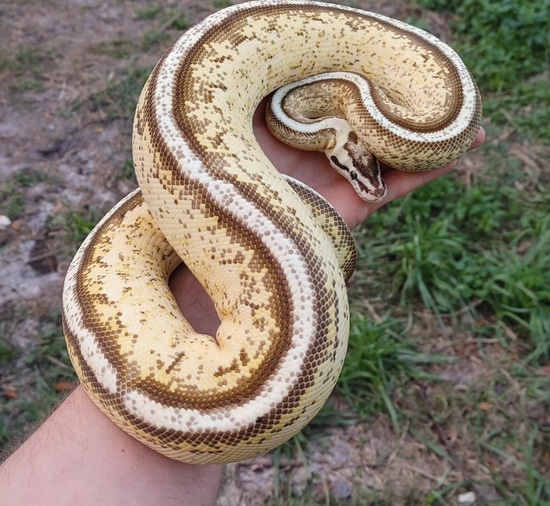 Pastel Super Stripe Ball Python Ready To Breed! by Olympian Exotics