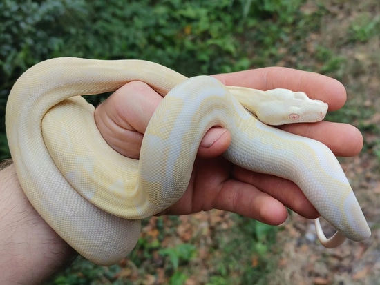 Sharp Albino Motley Anery ~2ft Boa Constrictor by Olympian Exotics