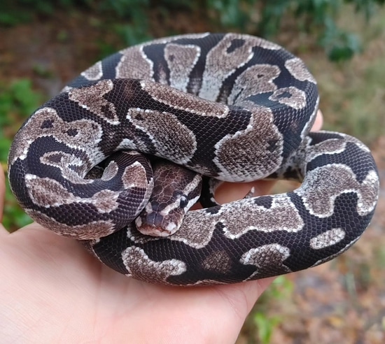 Axanthic ? Ball Python by Olympian Exotics